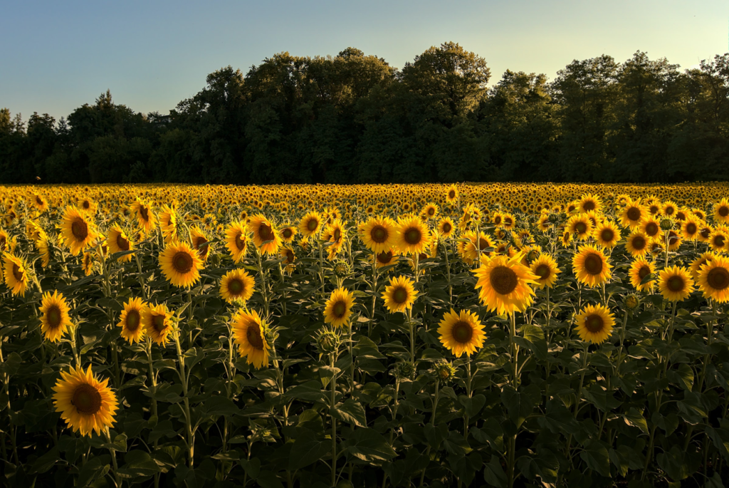 Sunshine on a Stalk – The Sunflower – Master Gardener Association of ...