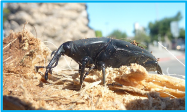 Battling the South American Palm Weevil Invasion in California – Master ...