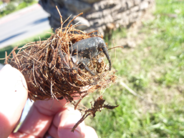Battling the South American Palm Weevil Invasion in California – Master ...