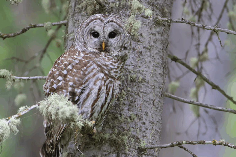 ‘Hoo’s’ Coming to Dinner? Hopefully, Not This Unwelcome Non-Native Owl ...