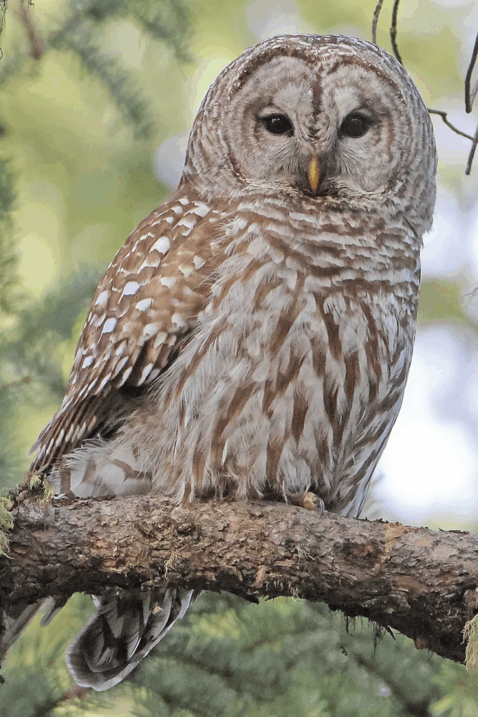 ‘Hoo’s’ Coming to Dinner? Hopefully, Not This Unwelcome Non-Native Owl ...