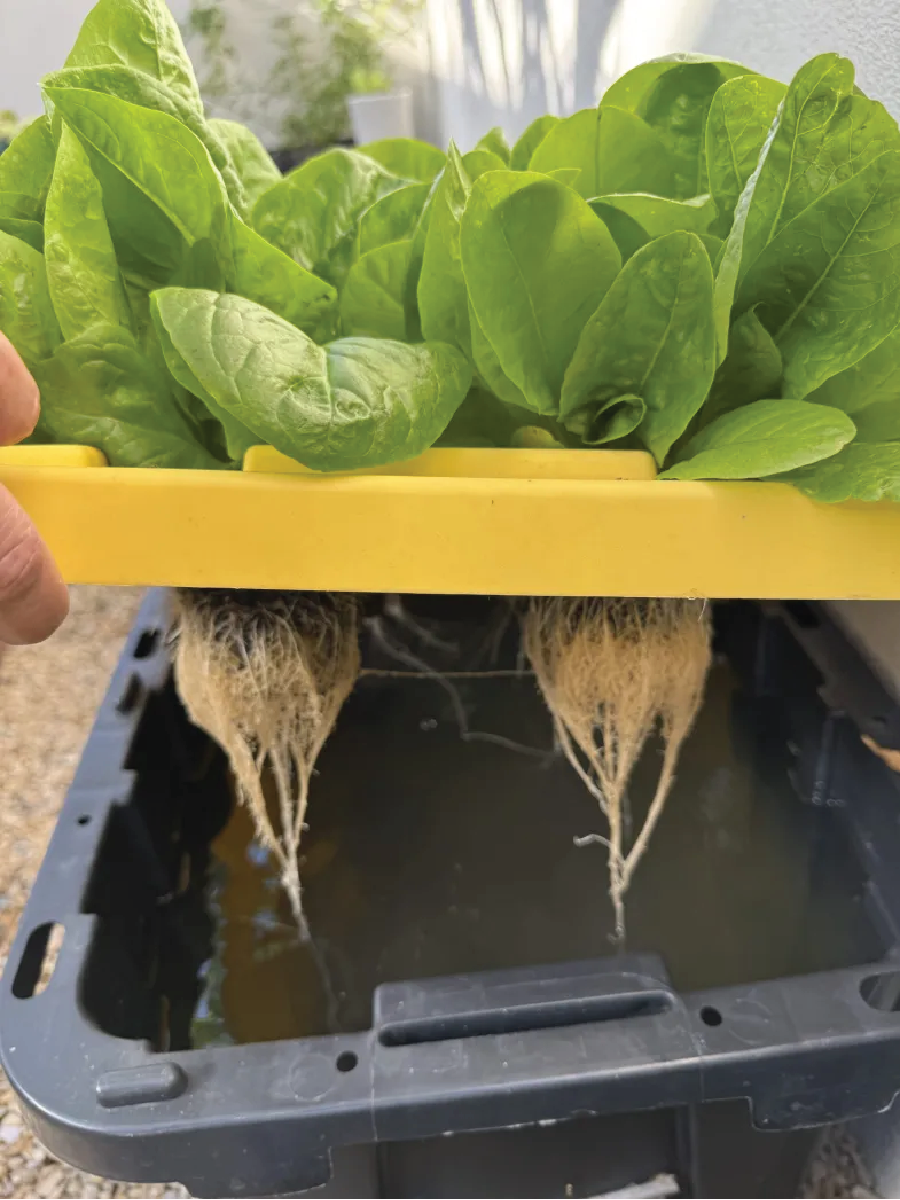 Hydroponic gardening with the Kratky method ideal for small spaces ...