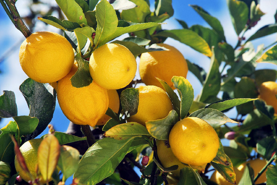 Winter Citrus Care – Master Gardener Association of San Diego County