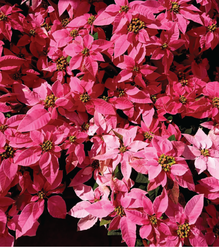 Poinsettia (Cuetlaxóchitl) is a plant with an indelible cultural memory ...