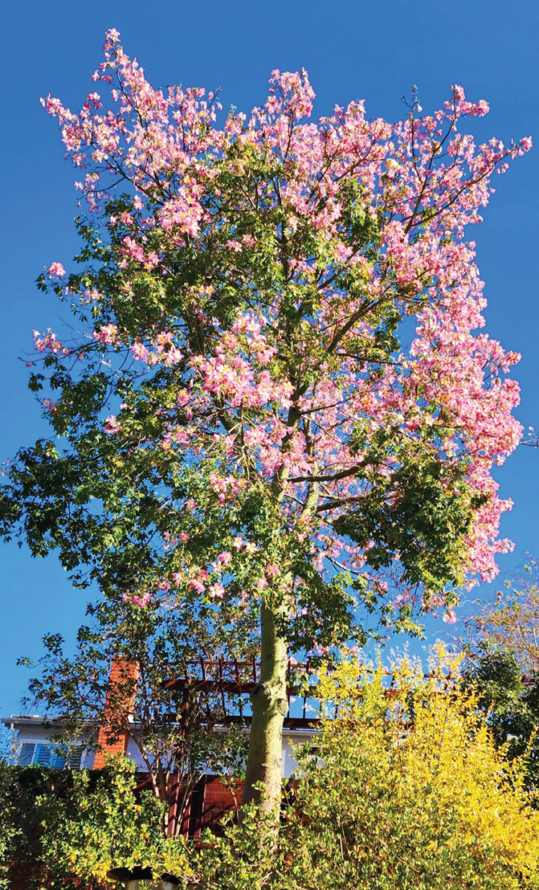 ‘Wow, what is THAT tree?’ – Master Gardener Association of San Diego County